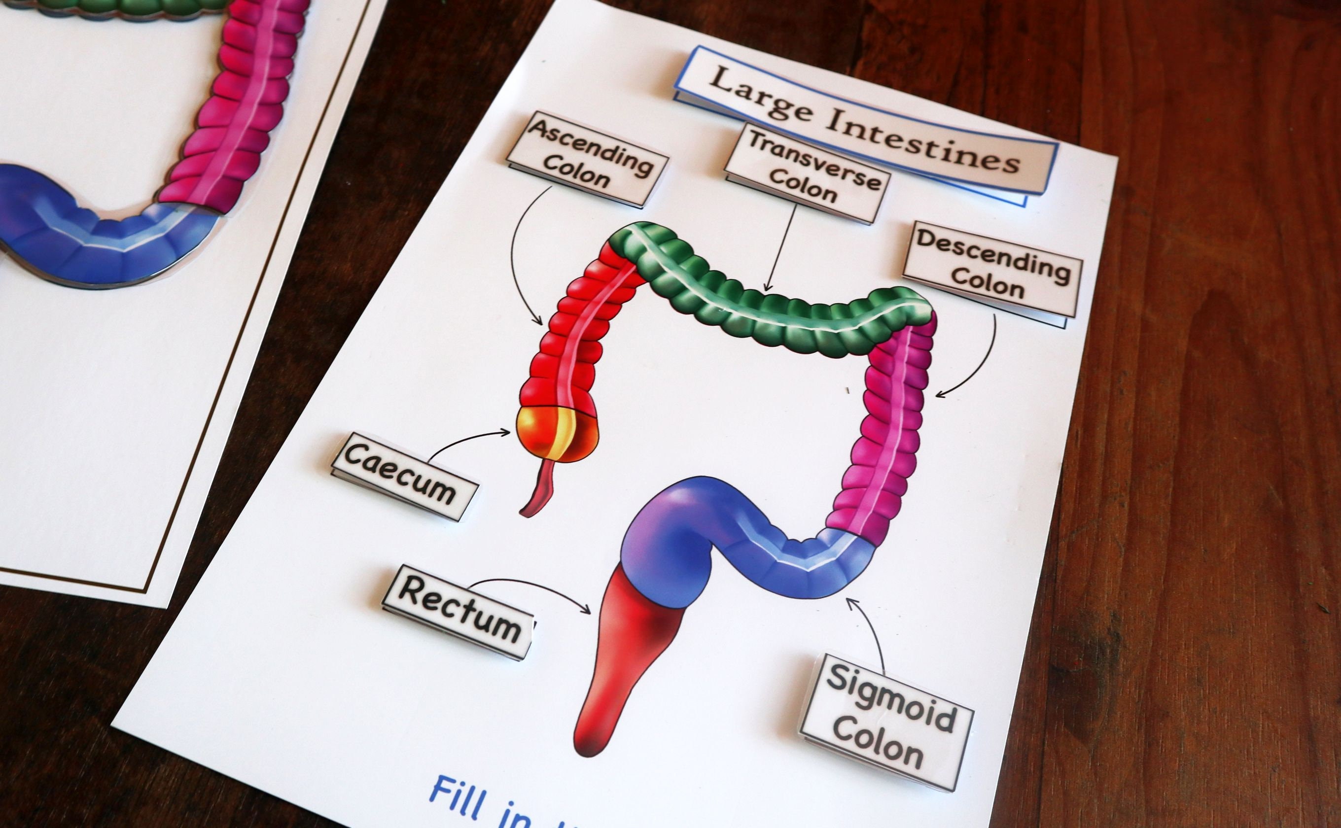 Human Large Intestines Anatomy Printable Activity, Large Intestines ...