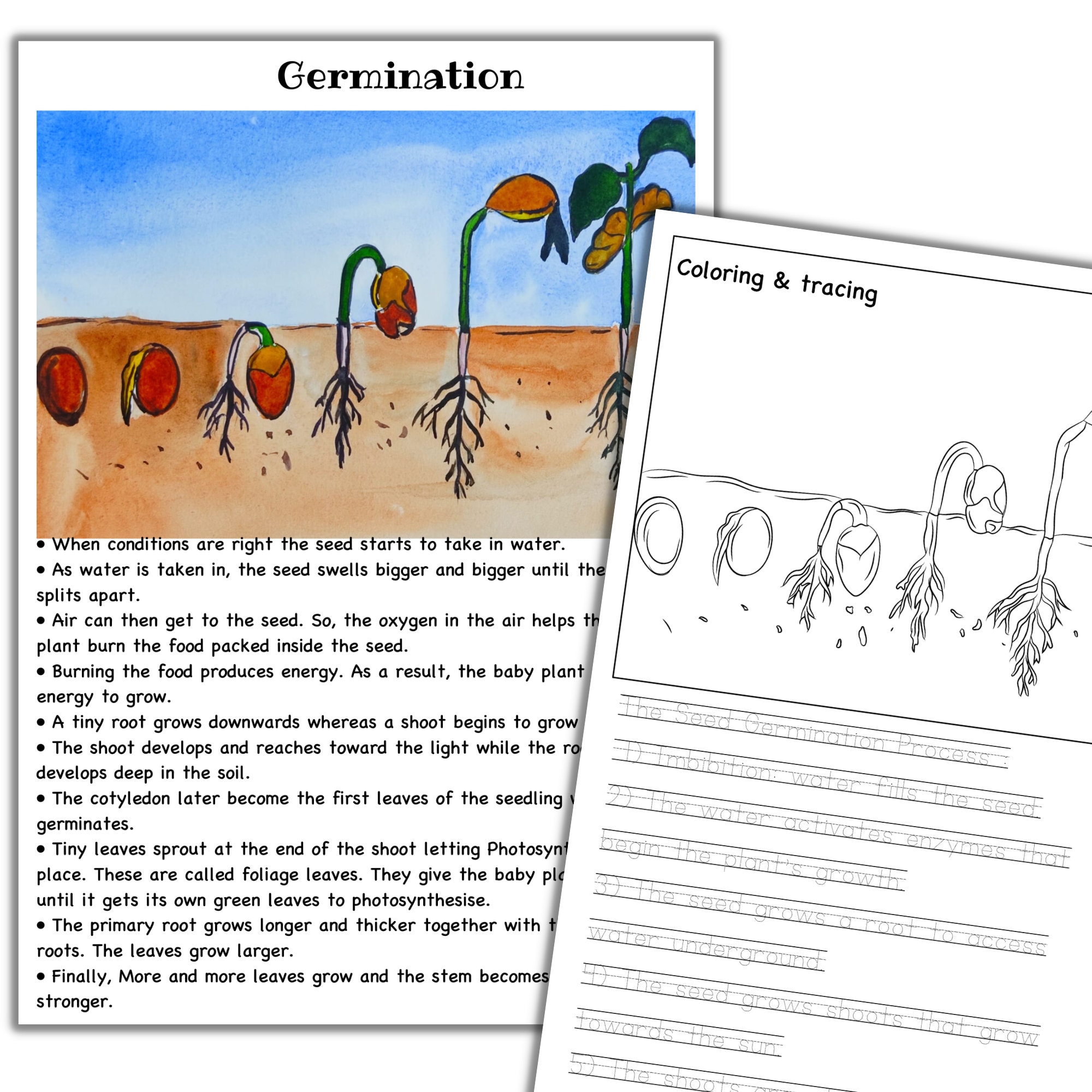 Germination Of Seeds For Kids Worksheet