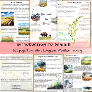 Prairie Unit Study, Biome Unit Study, Prairie Food Pyramid, Prairie ...