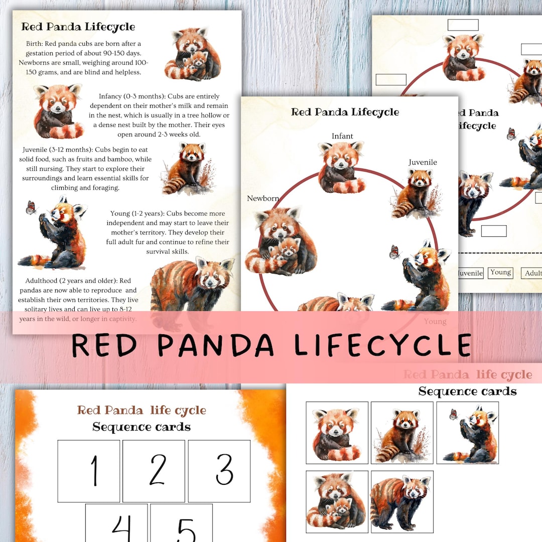 RED PANDA LIFE Cycle, Red Panda Printable - Etsy