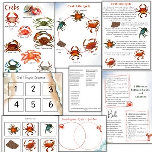 Beach Unit Study, Crab Unit Study, Seashore Animals, Lobster Anatomy ...
