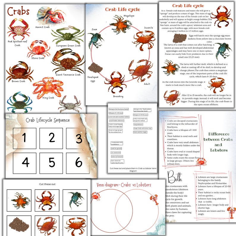 Beach Unit Study Crab Unit Study Seashore Animals Lobster - Etsy