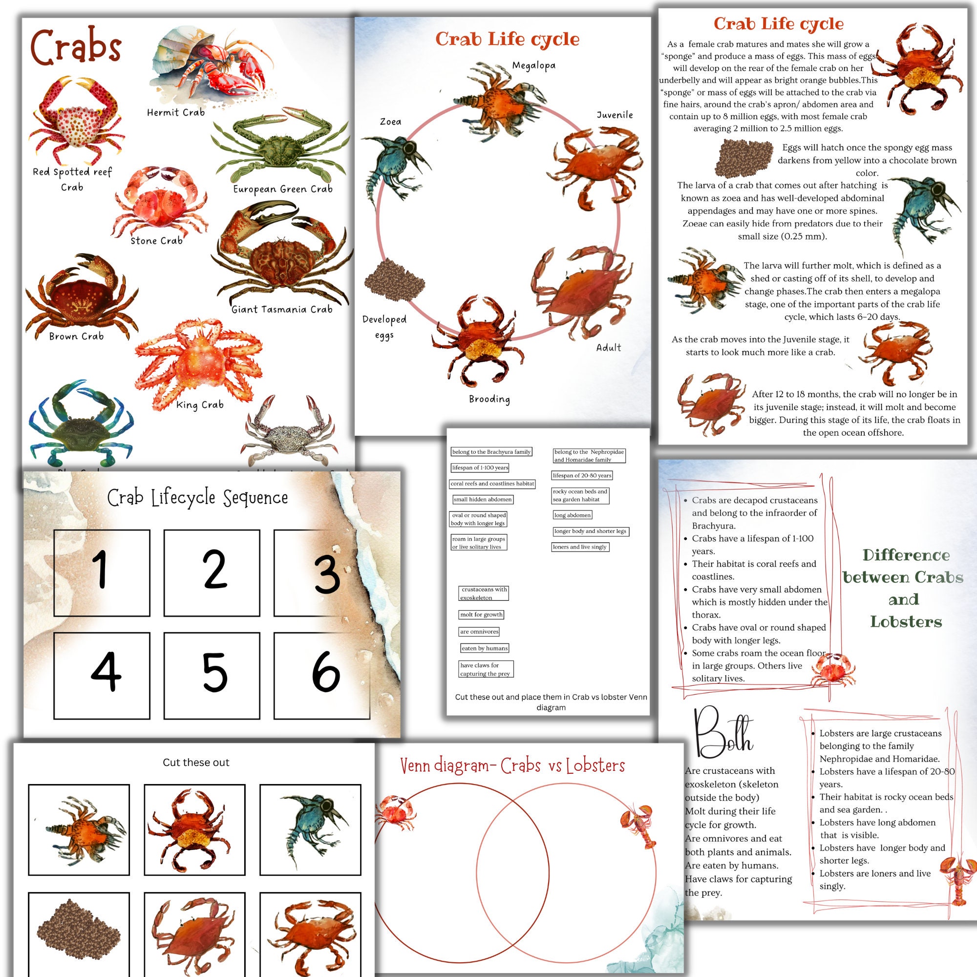 Beach Unit Study Crab Unit Study Seashore Animals Lobster - Etsy