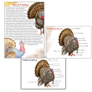 Turkey Unit Study, Thanksgiving Activity, Turkey Anatomy, Turkey Life ...