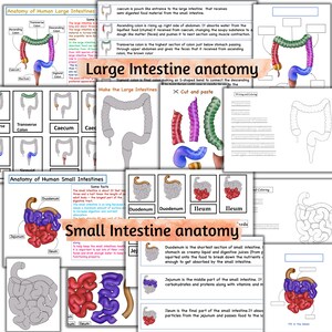 Human Body Unit Study, Skeleton Anatomy, Heart Anatomy, Brain Anatomy ...