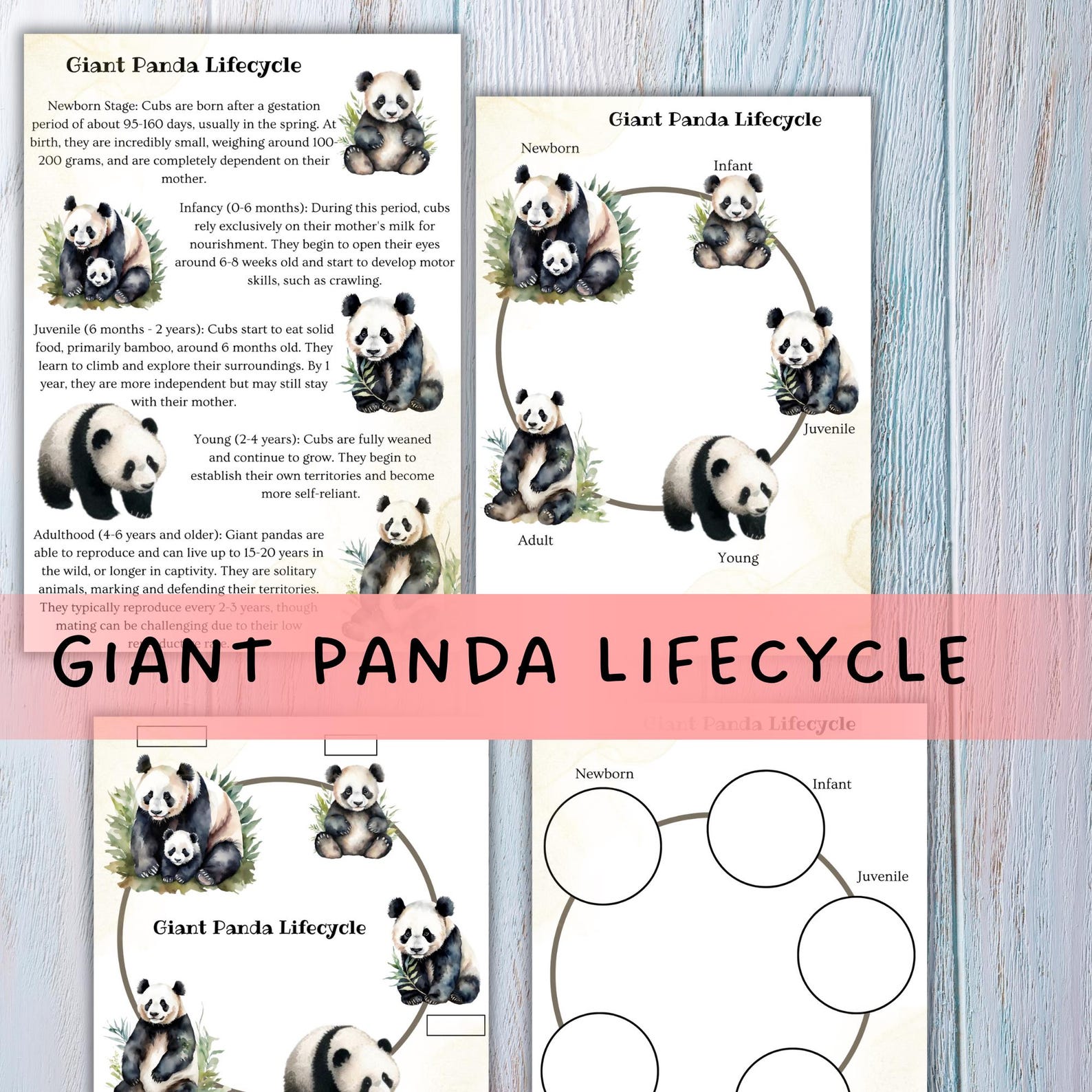GIANT PANDA LIFE Cycle, Giant Panda Printable, Zoology Lesson - Etsy