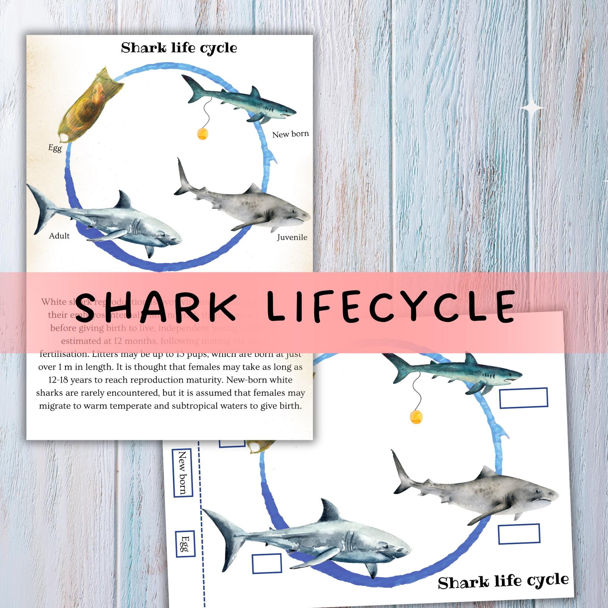 Shark Life Cycle, Shark Printable, Sea Animals, Shark Homeschool - Etsy