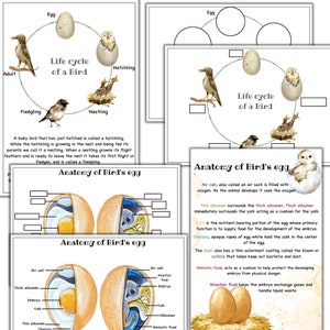 Birds Unit Study, Bird Anatomy, Bird Montessori 3 Part Cards, Owl Unit ...