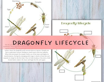 Dragonfly Life-cycle Poster (printable PDF) - Etsy UK