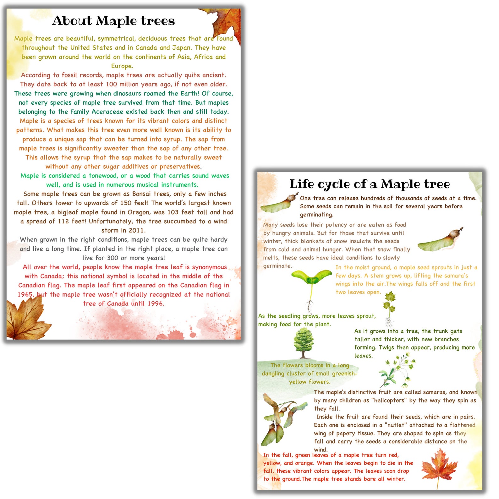 Maple Tree Life Cycle, Trees Unit Study, Maple Tree, Nature Unit Study ...