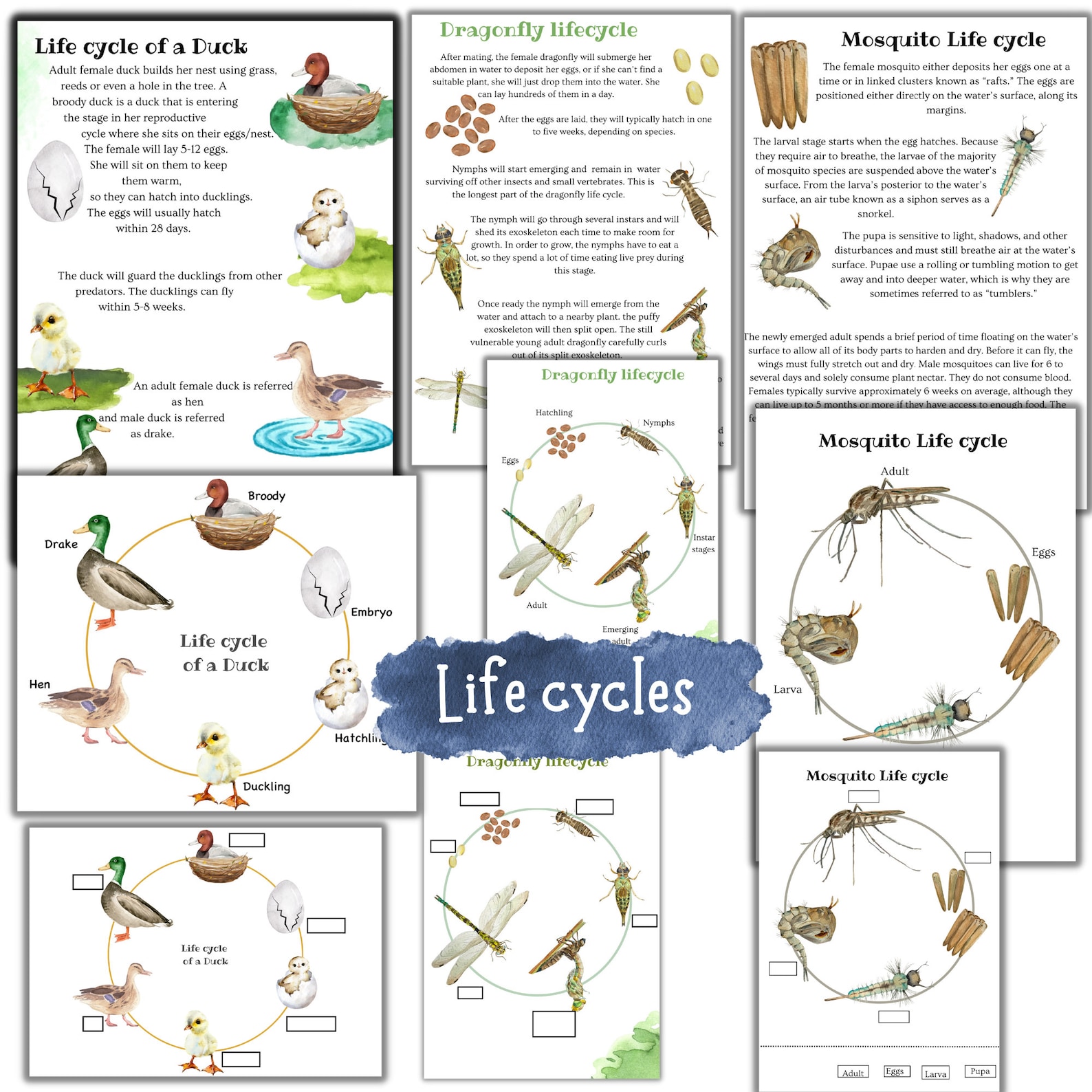 Pond Unit Study, Wetlands Unit, Swamp Unit, Dragonfly Unit Study, Pond ...