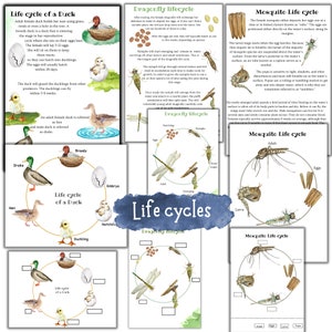 Pond Unit Study, Wetlands Unit, Swamp Unit, Dragonfly Unit Study, Pond ...