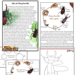 Beetles Unit Study, Lady Bug Unit Study, Lady Bug 3 Part Cards, Beetles ...