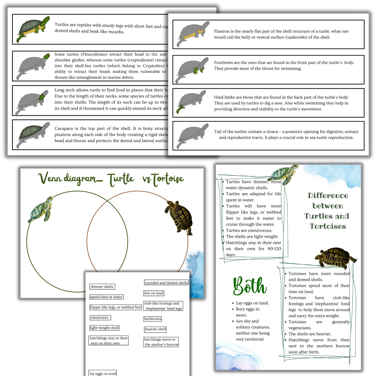 Reptiles Unit Study, Crocodile Unit Study, Turtle Unit Study, Reptiles ...