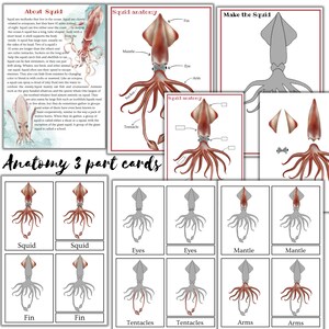 Mollusk Unit Study, Octopus Unit, Squid Unit, Cuttlefish Unit, Sea ...