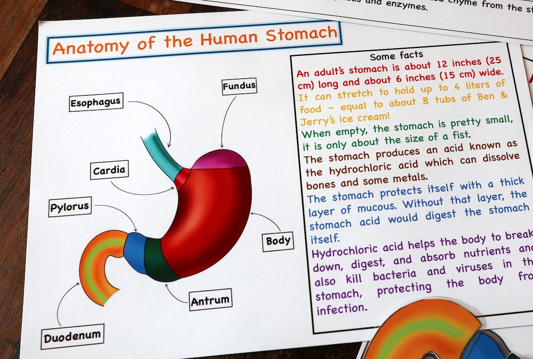 Human Stomach Anatomy Printable Activity, Stomach Nomenclature Cards ...