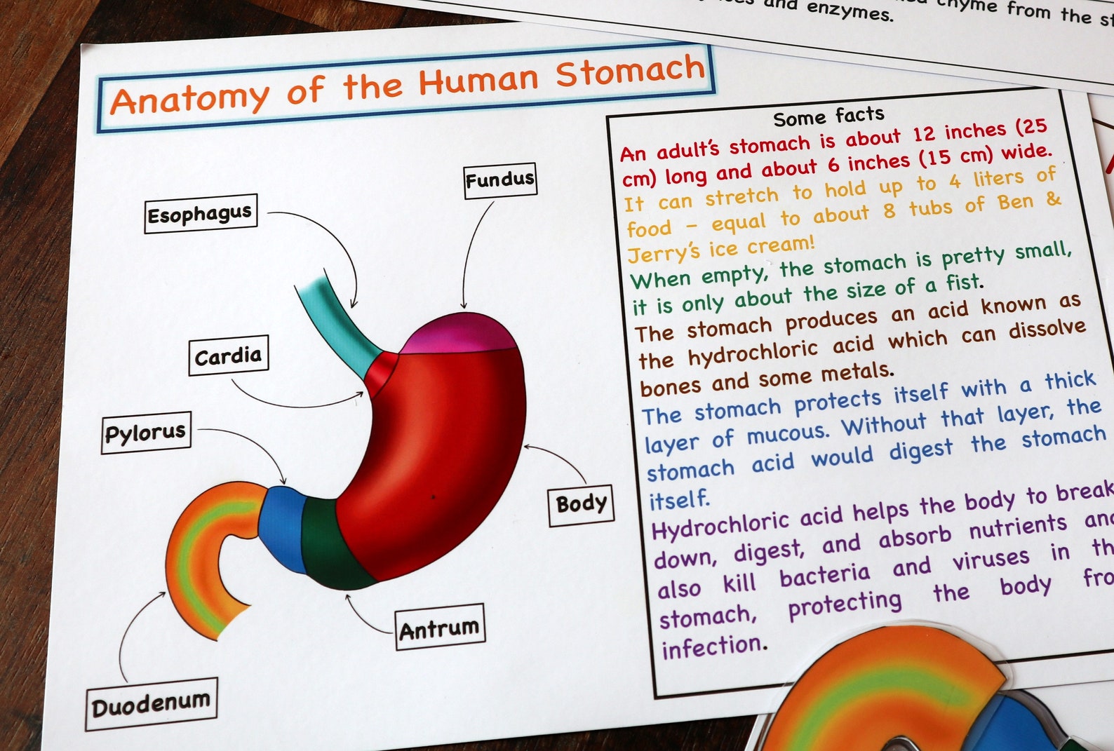 Human Stomach Anatomy Printable Activity Stomach Nomenclature - Etsy UK