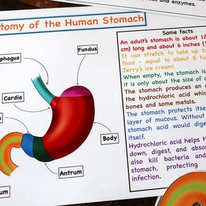 Human Stomach Anatomy Printable Activity, Stomach Nomenclature Cards ...