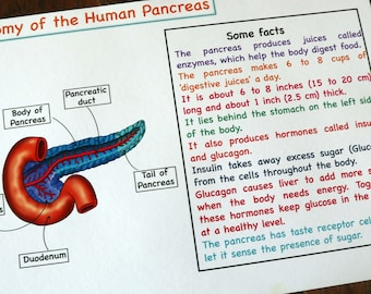 Human Pancreas Anatomy Printable Activity, Pancreas Puzzle ...