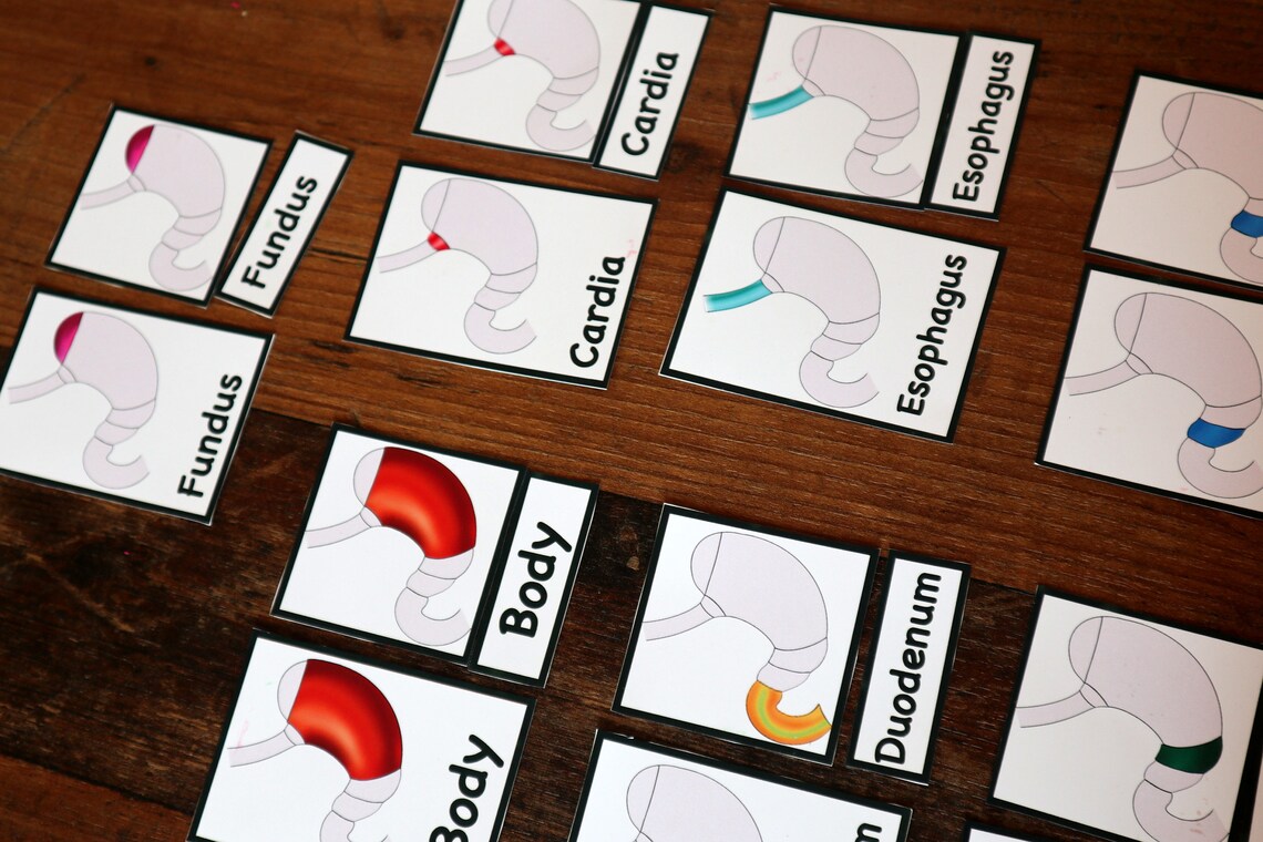Human Stomach Anatomy Printable Activity Stomach Nomenclature - Etsy UK