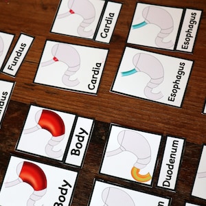 Human Stomach Anatomy Printable Activity, Stomach Nomenclature Cards ...