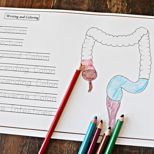 Human Large Intestines Anatomy Printable Activity, Large Intestines ...