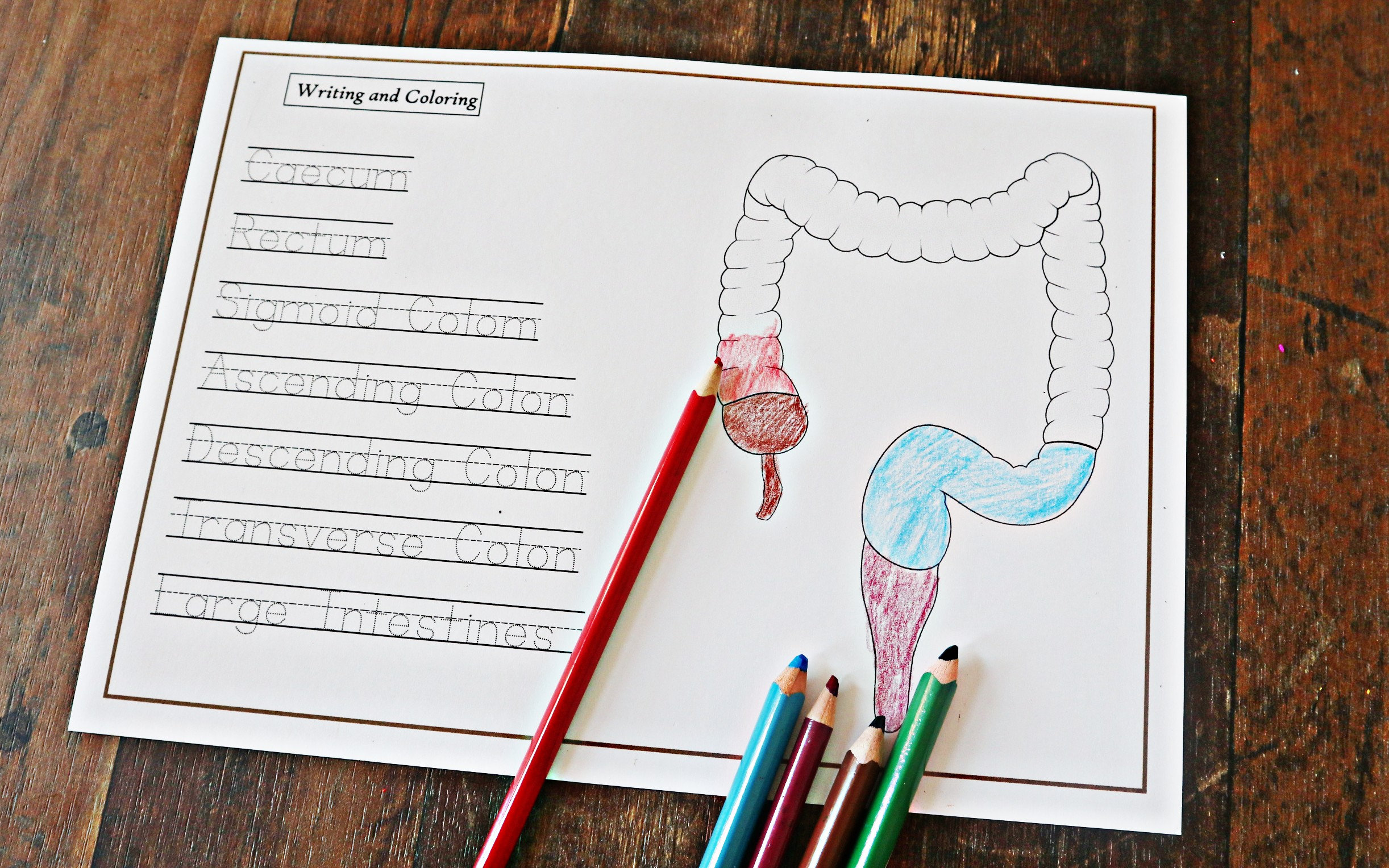 Human Large Intestines Anatomy Printable Activity Large - Etsy