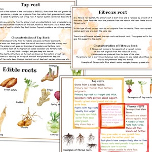 Garden Unit Study, Roots Anatomy, Seed Anatomy, Soil Layers, Roots ...