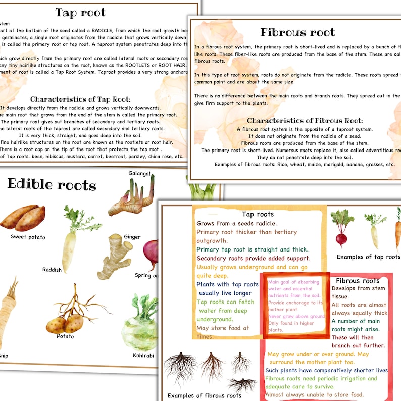 Garden Unit Study, Roots Anatomy, Seed Anatomy, Soil Layers, Roots ...