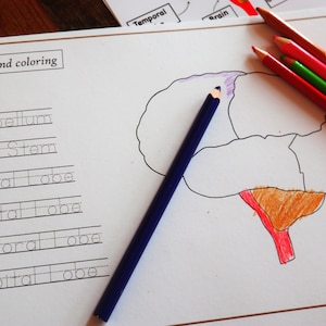 Human Brain Anatomy Printable Activity, Brain Puzzle, Brain ...