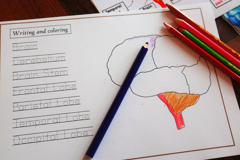 Human Brain Anatomy Printable Activity Brain Puzzle Brain - Etsy