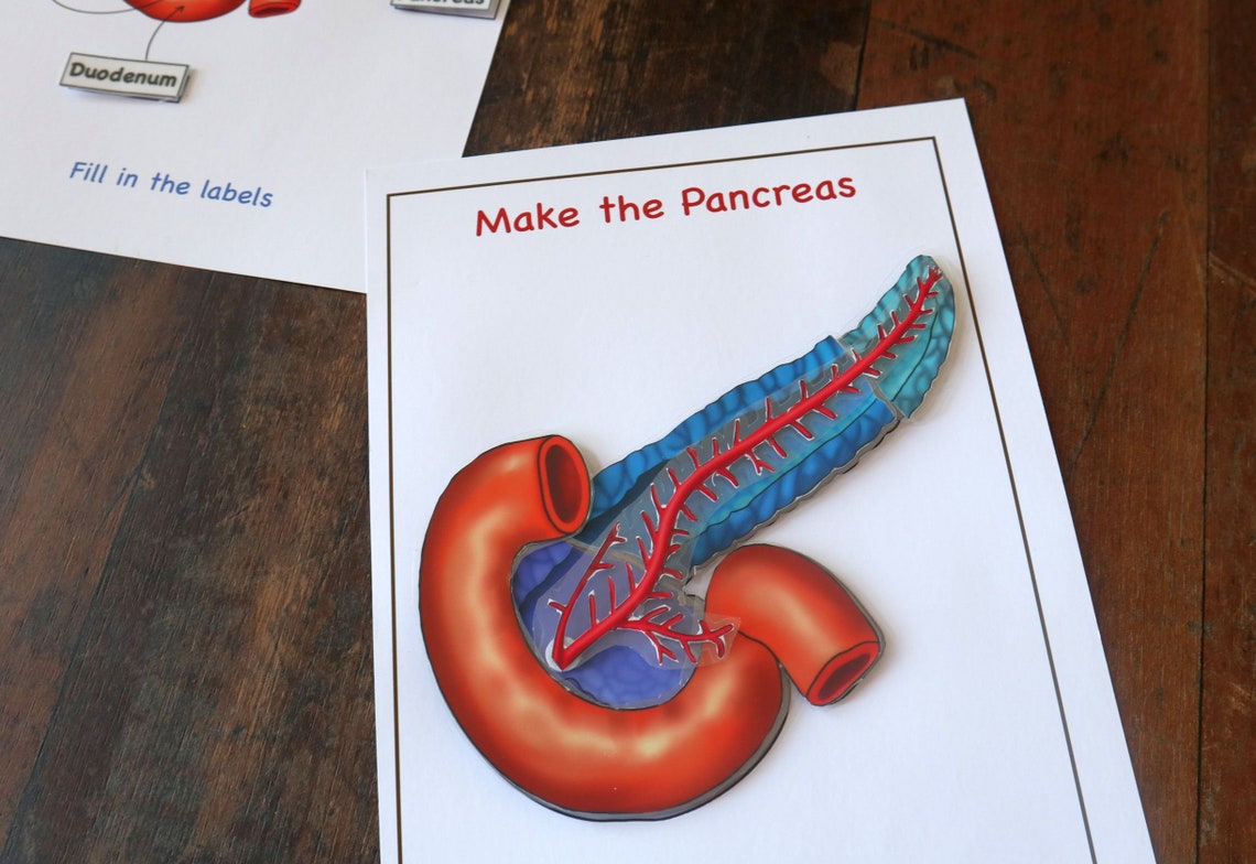 Human Pancreas Anatomy Printable Activity Pancreas Puzzle - Etsy
