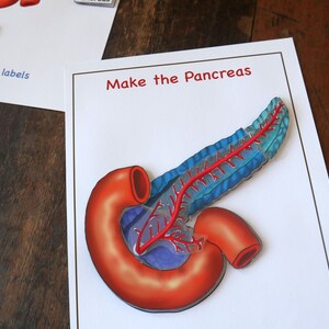 Human Pancreas Anatomy Printable Activity, Pancreas Puzzle ...