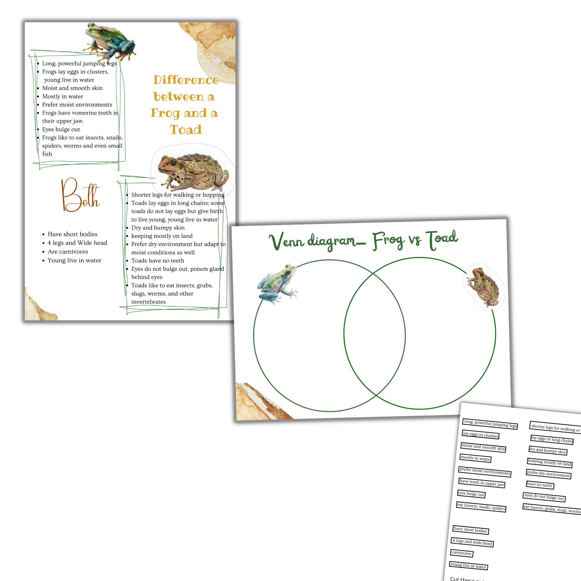 Frog Unit Study, Frog 3 Part Cards, Frog Printable Puzzle, Amphibian ...