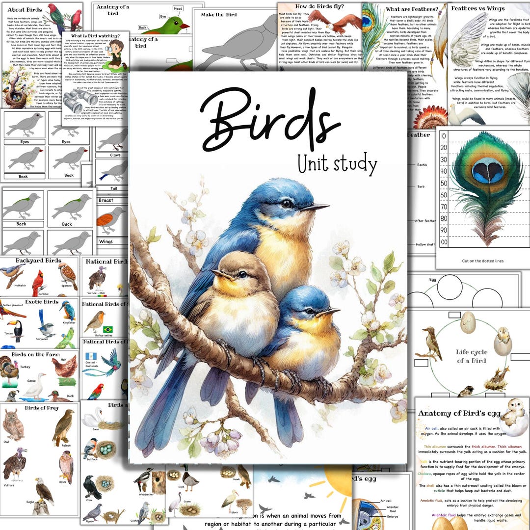 Birds Unit Study, Bird Anatomy, Bird Montessori 3 Part Cards, Owl Unit ...