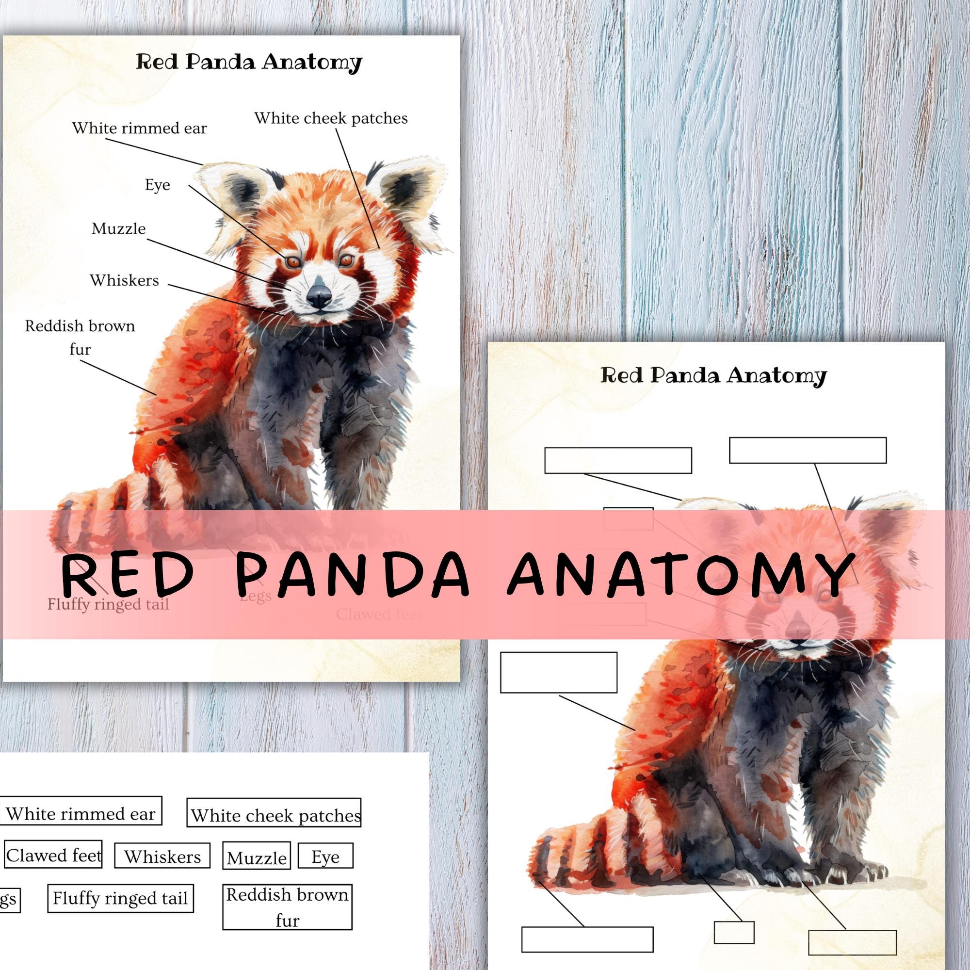 RED PANDA ANATOMY, Red Panda Printable, Red Panda Homeschool Unit - Etsy