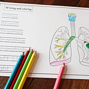Human Lungs Anatomy Printable Activity, Lungs Puzzle, Lungs ...
