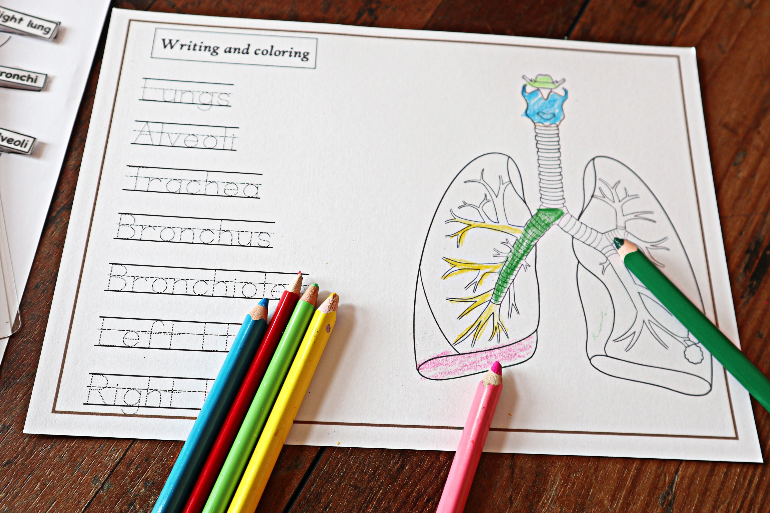 Human Lungs Anatomy Printable Activity Lungs Puzzle Lungs - Etsy