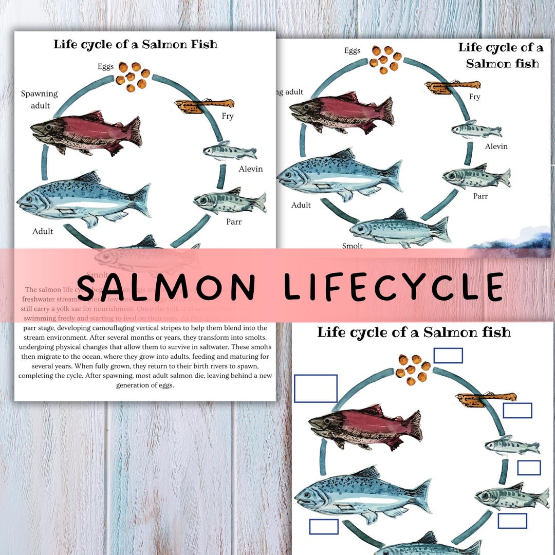 SALMON LIFE CYCLE, Fish Printable, Salmon Homeschool Activity - Etsy