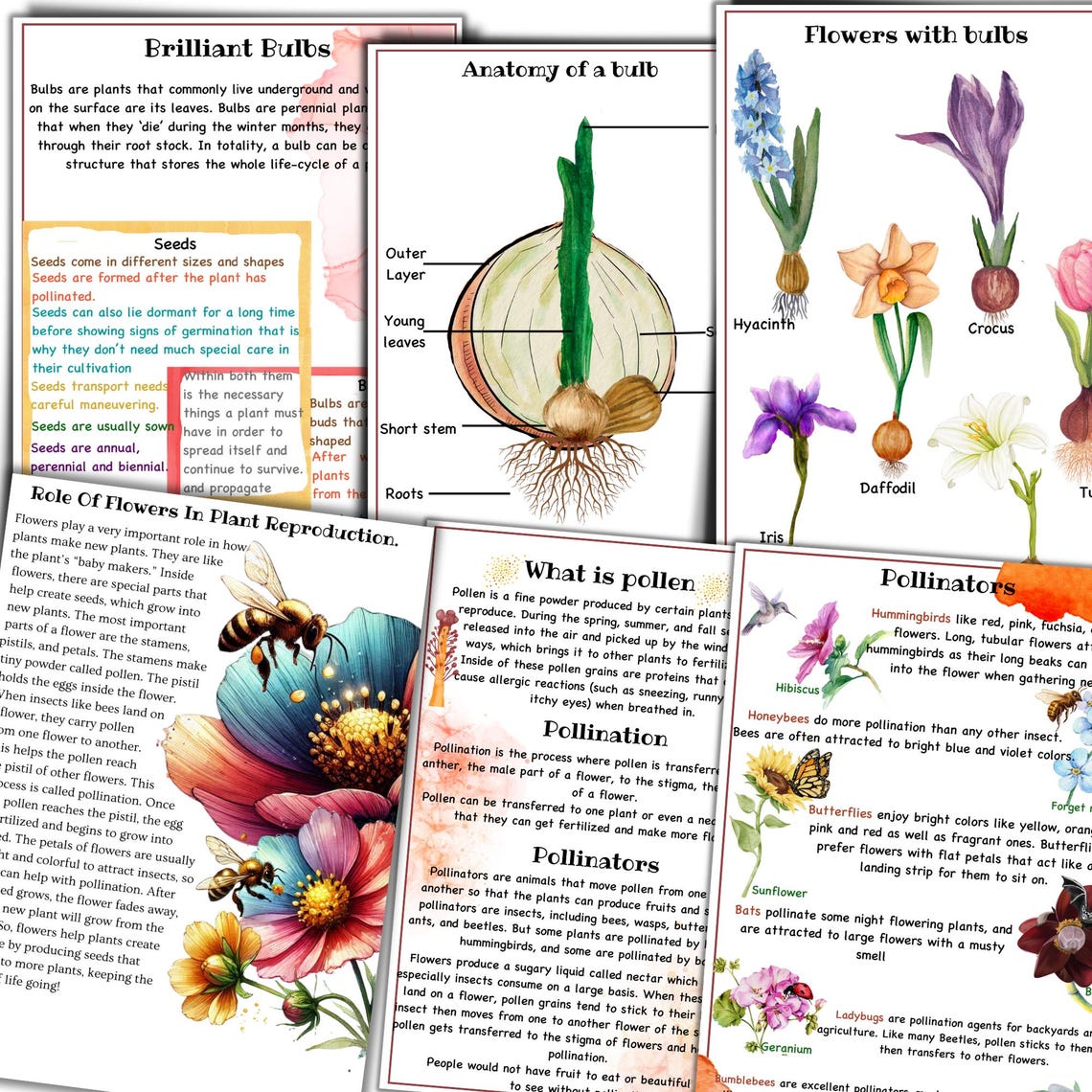 Flowers Unit Study,parts of Flower, Sunflower Life Cycle, Spring Unit ...