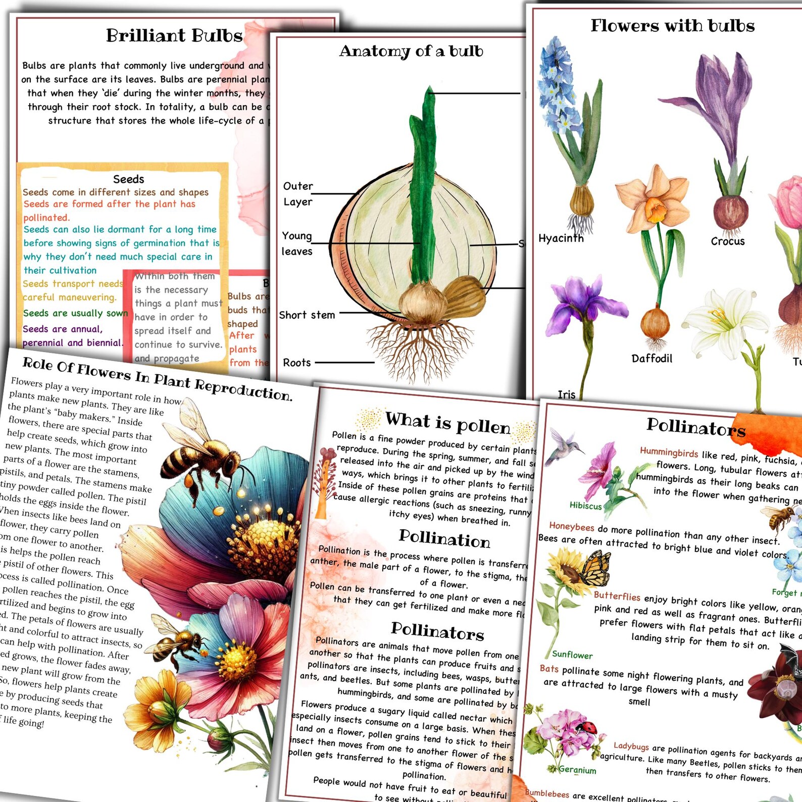 Flowers Unit Study,parts of Flower, Sunflower Life Cycle, Spring Unit ...