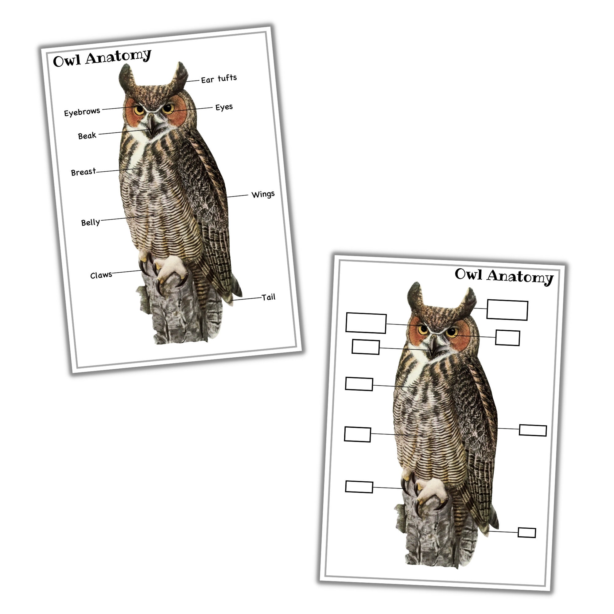 Owl Mini Unit Study, Bird Activities, Nature Study - Etsy