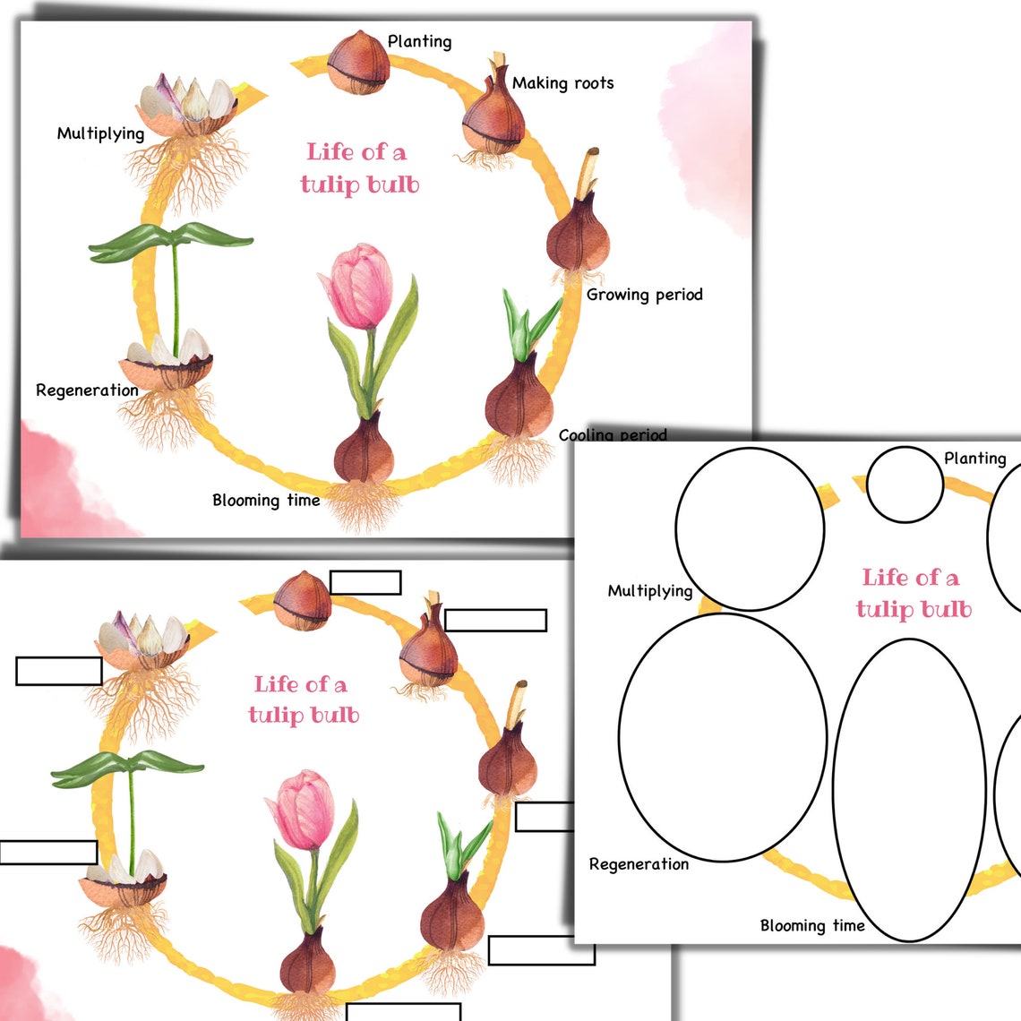 Tulip Unit Parts of Tulip Tulip Lífe Nature Study Flwoer - Etsy