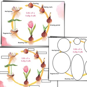 Tulip Unit, Parts of Tulip, Tulip Lífe , Nature Study, Flwoer Unit ...