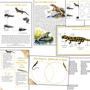 Amphibian Unit Study, Frogs Unit Study, Frogs 3 Part Cards, Frog ...