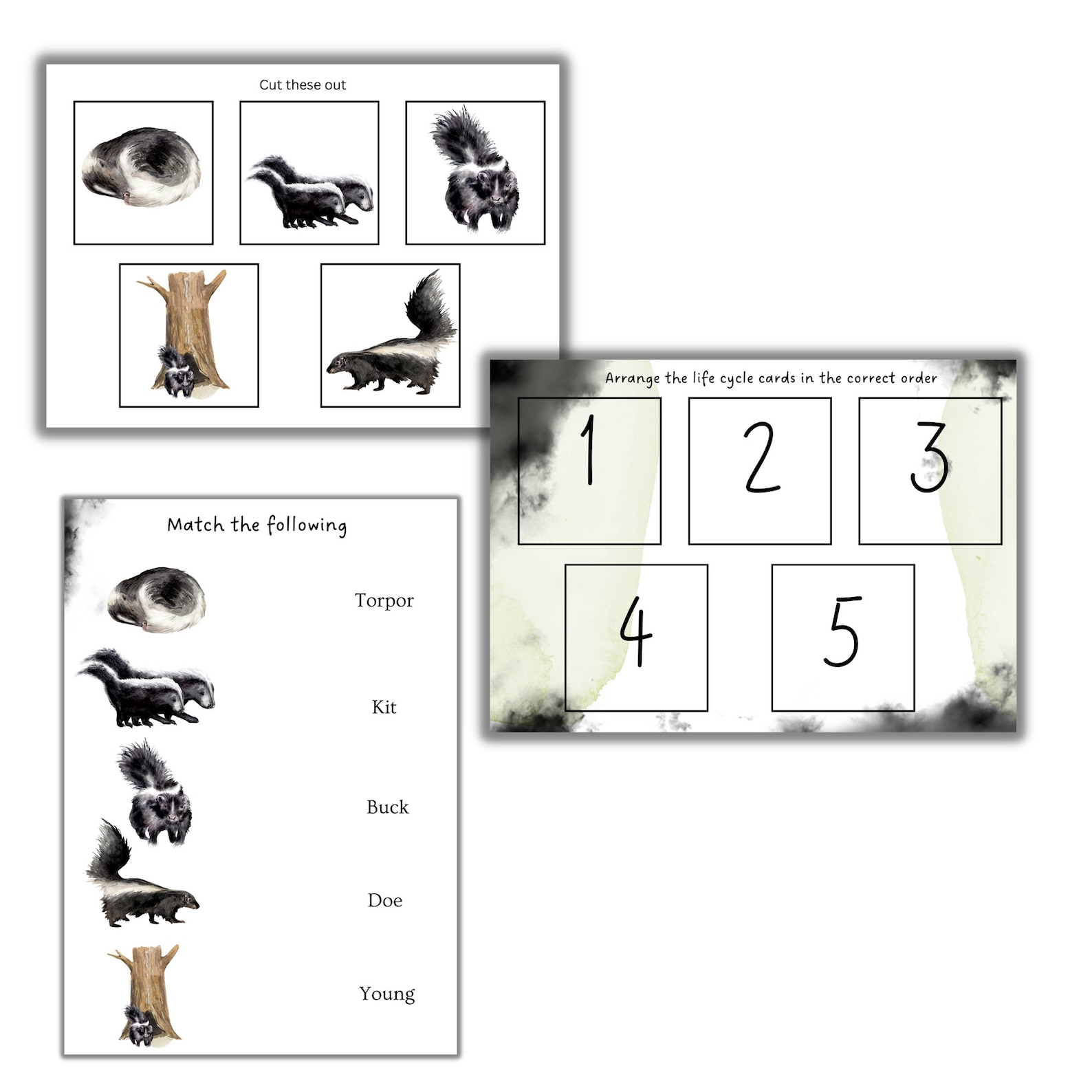 Skunk Mini Unit Study, Skunk Anatomy, Skunk Life Cycle, Summer Activity ...