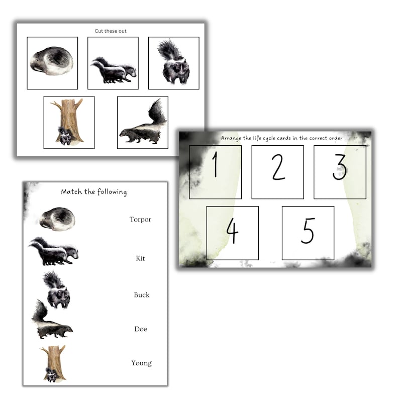 Skunk Mini Unit Study, Skunk Anatomy, Skunk Life Cycle, Summer Activity ...