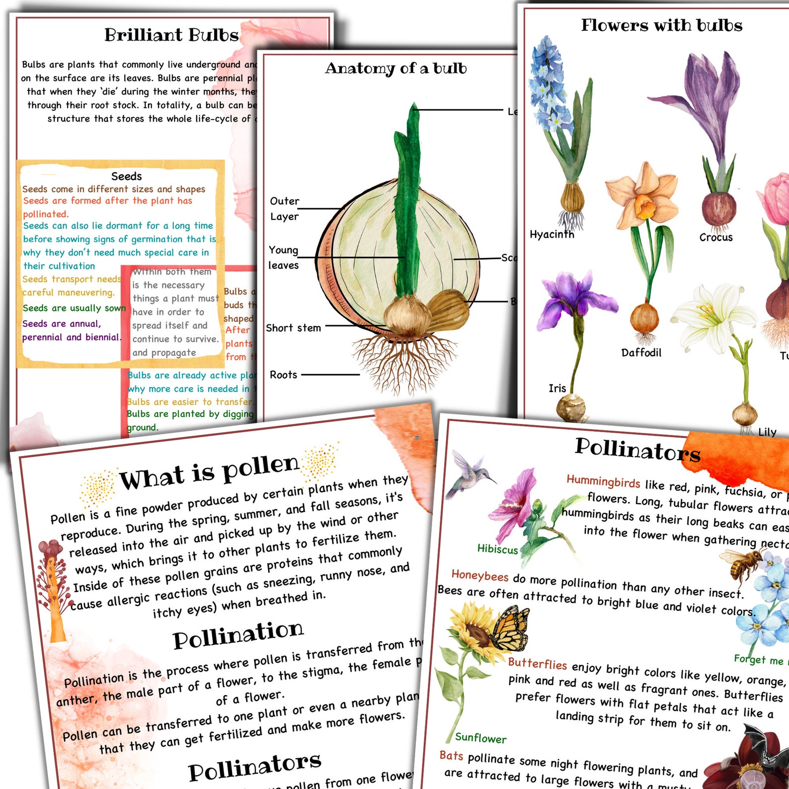 Flowers Unit Study,parts of Flower, Sunflower Life Cycle, Spring Unit ...
