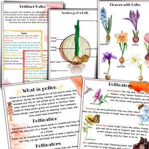 Flowers Unit Study,parts of Flower, Sunflower Life Cycle, Spring Unit ...
