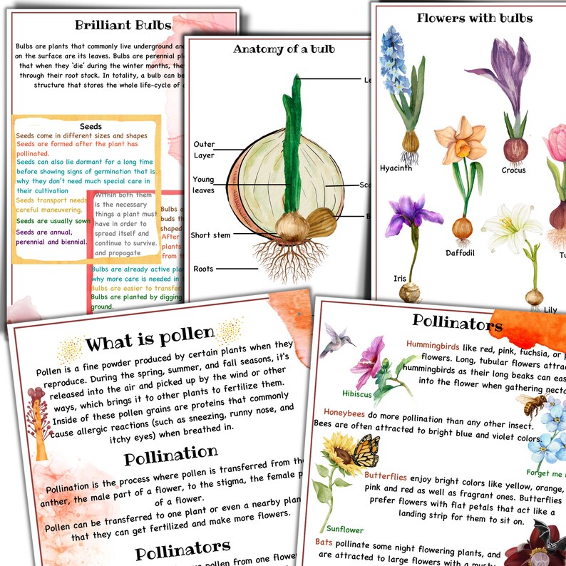 Flowers Unit Study,parts of Flower, Sunflower Life Cycle, Spring Unit ...